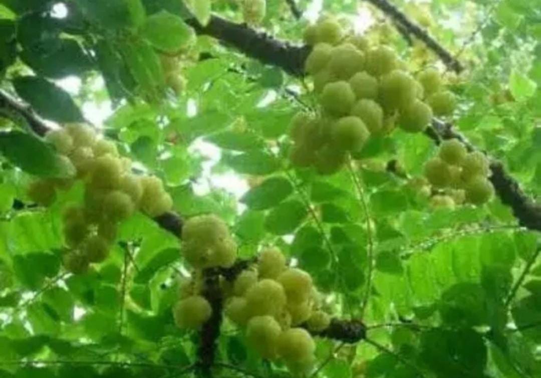 "Manfaat Daun dan Buah Ceremai, Solusi Sehat dari Alam r"